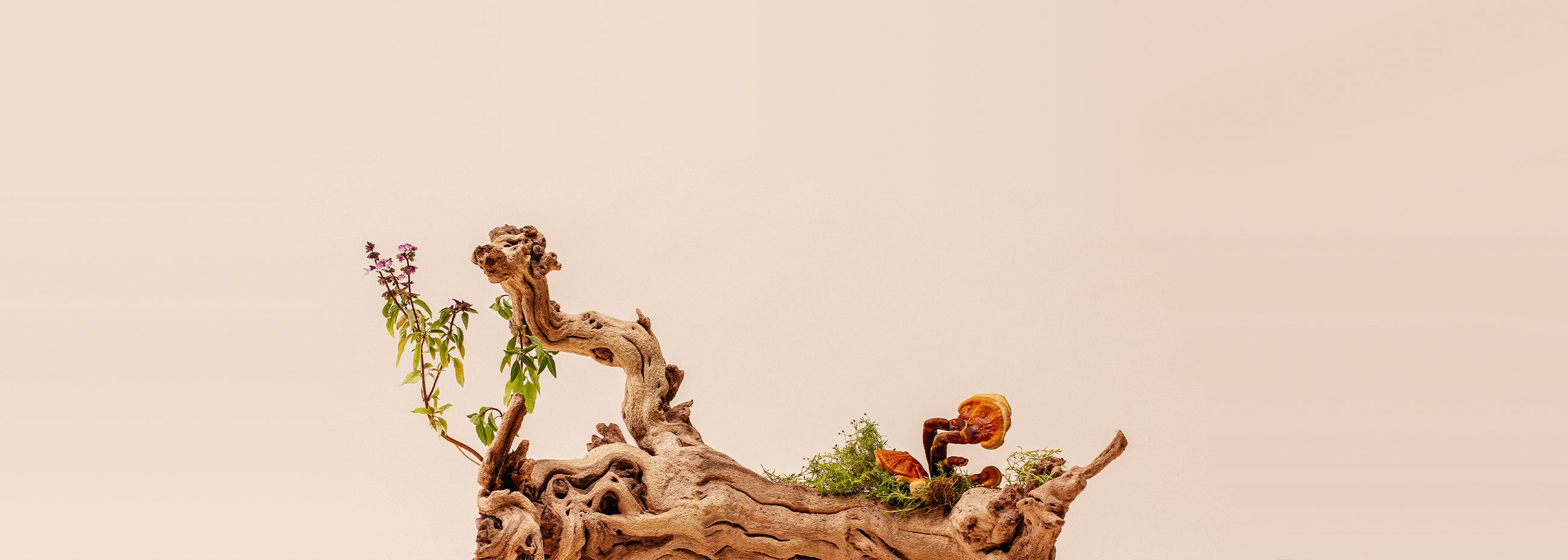 True Grace | Nutrient-Dense Supplements for People & Planet